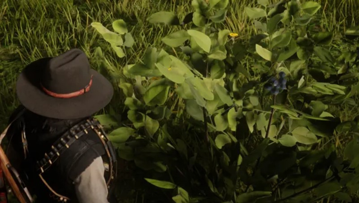 Red Dead Online Evergreen Huckleberry Locations: Best Spot To Find ...